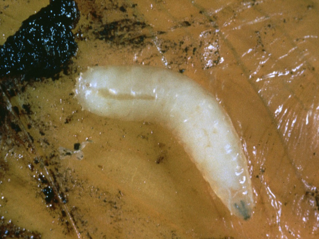 Onion Maggot Management and Resistance | Leonardo Salgado
