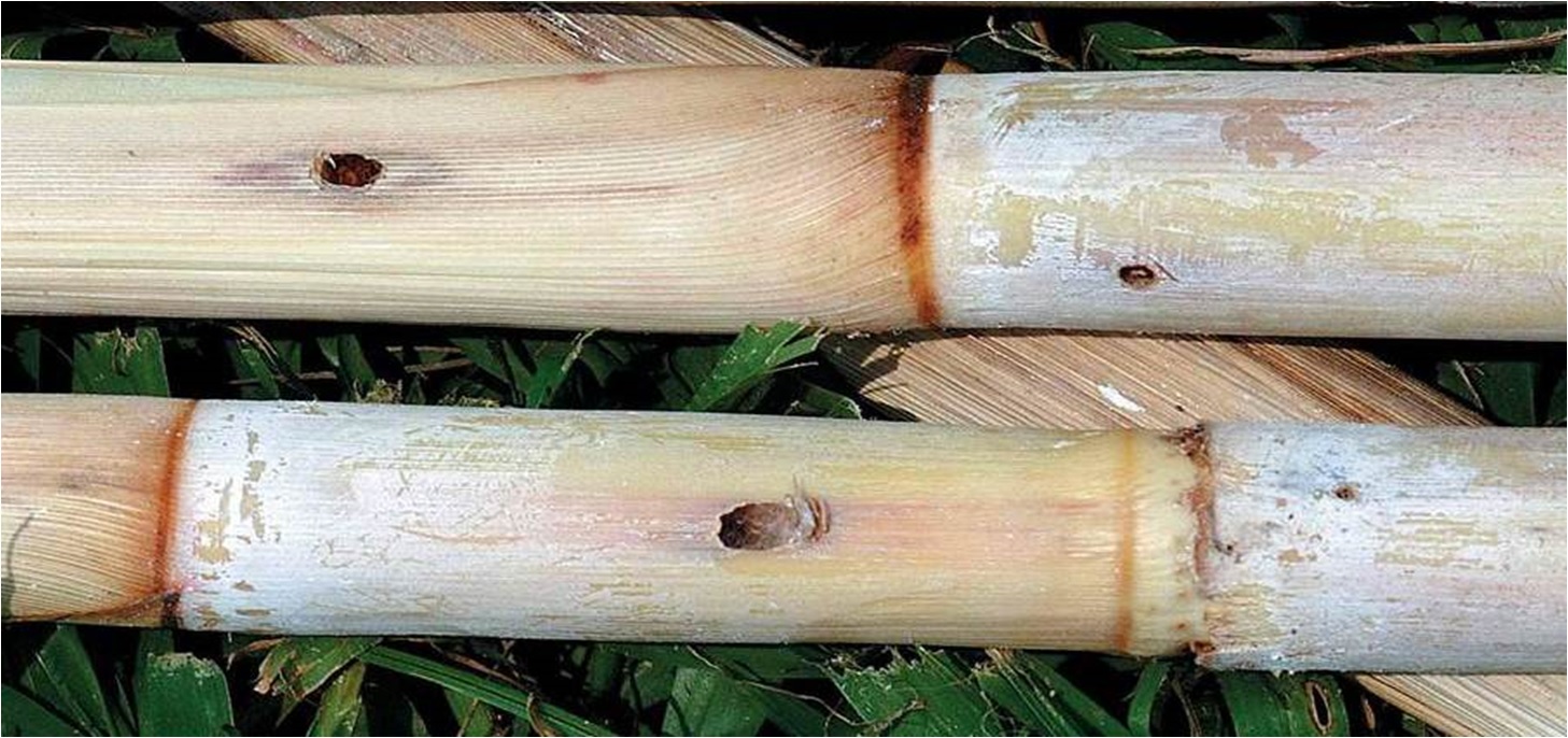 Optimizing chemical control for Diatraea saccharalis (Lepidoptera ...
